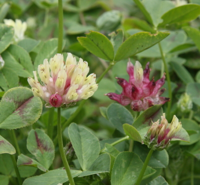California native plants