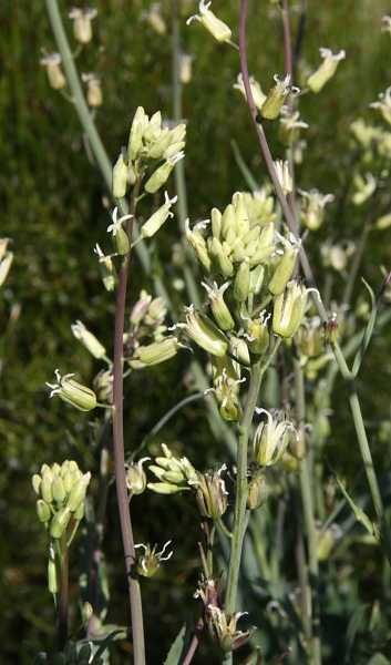 California wildflower seeds