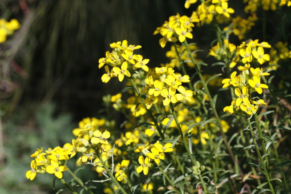 California native plants