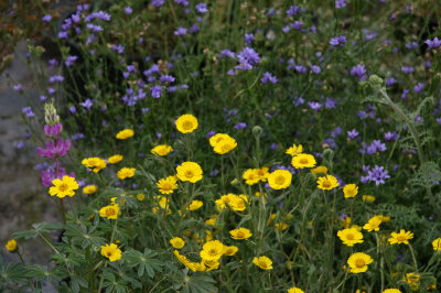 California native plants