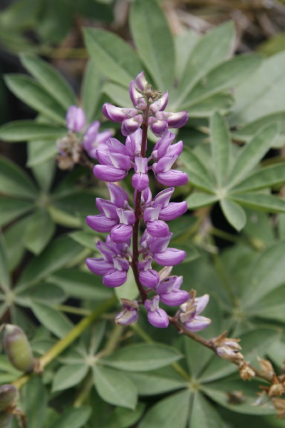 California native plants