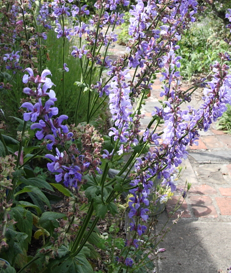 All Salvias are in the Lamiaceae